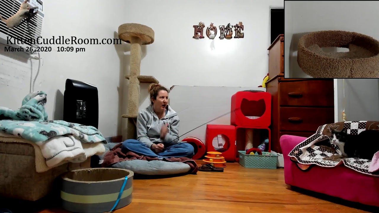Kitten Cuddle Room Live Stream 3.26.20 - YouTube
