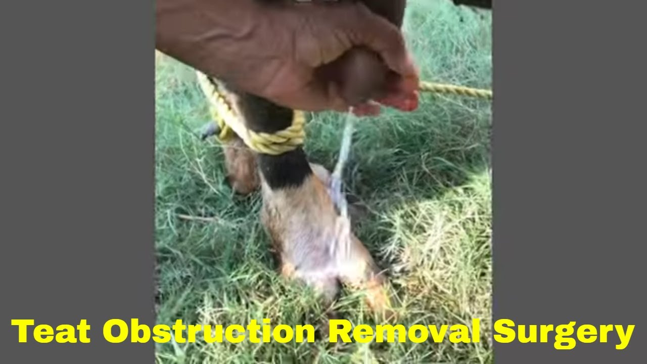 Is Teat Obstruction Removal Surgery REALLY The Best Option? - YouTube