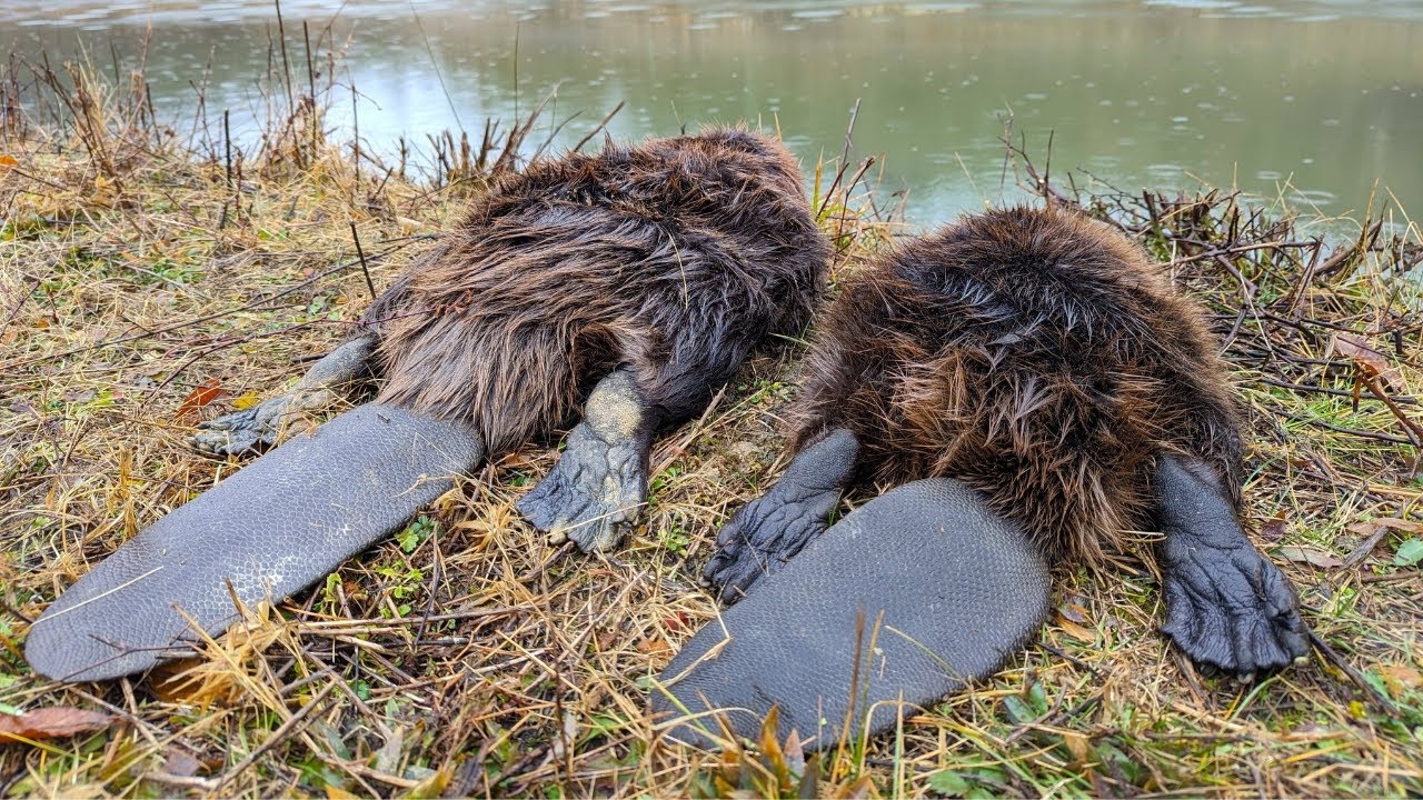 If The Tails Are SLAPPIN Get To TRAPPIN : BEAVER TRAPPING In The ...