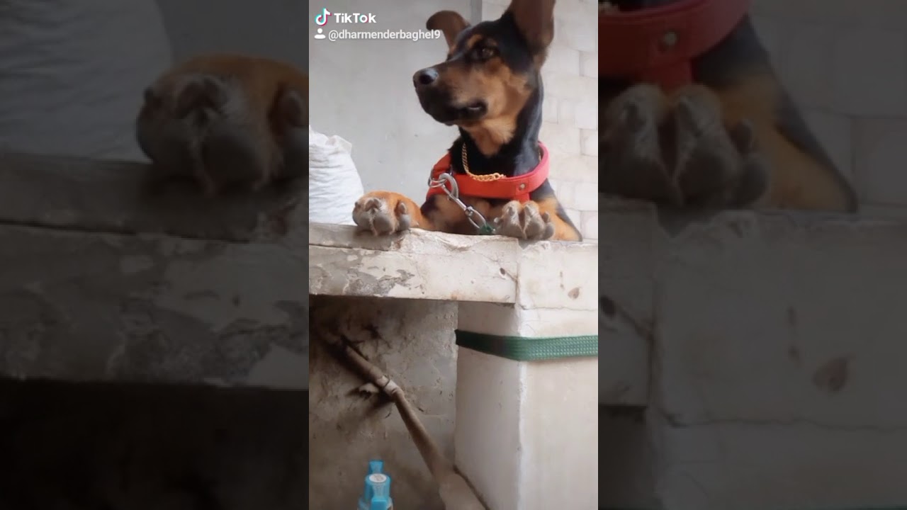 Road wheeler dog - YouTube