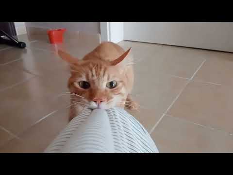 Battaniye kavgası KEDİ SESİ #cute