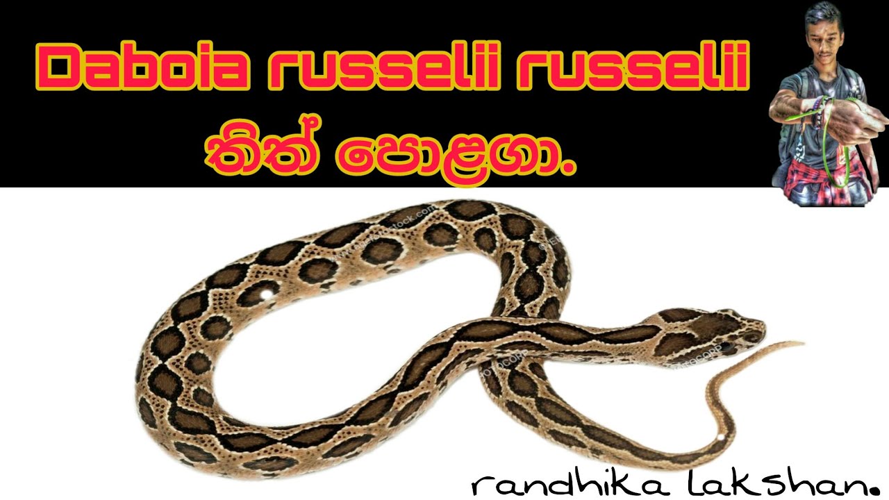 Daboia russelii russelii / තිත් පොළගා - YouTube