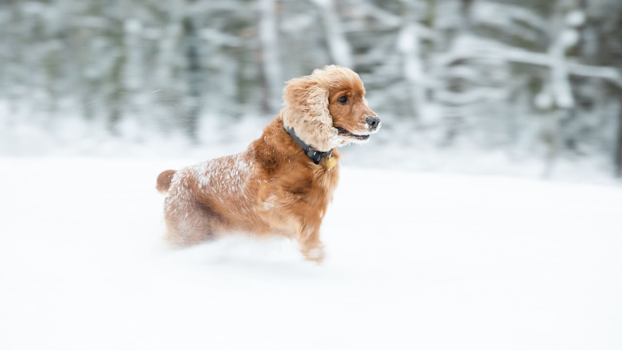 A Size Comparison of Cocker Spaniel vs Pembroke Welsh Corgi - YouTube