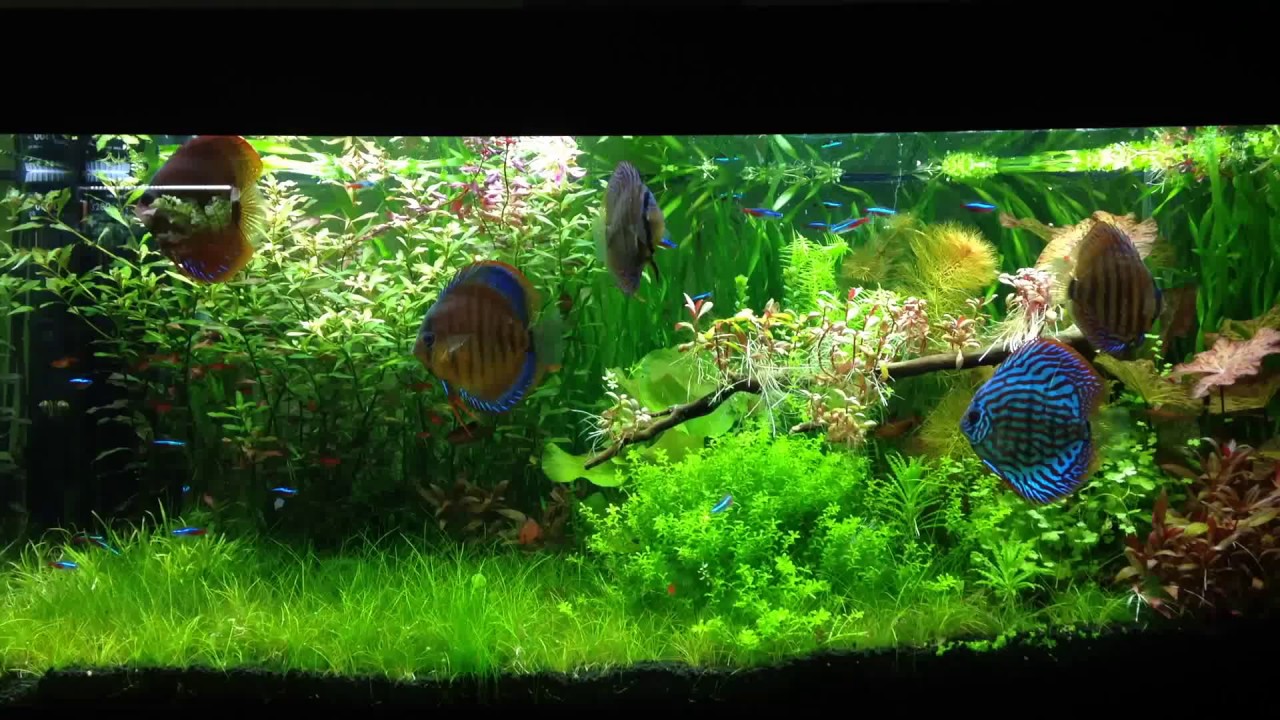 Discus Planted Tank - My Underwater Garden - YouTube