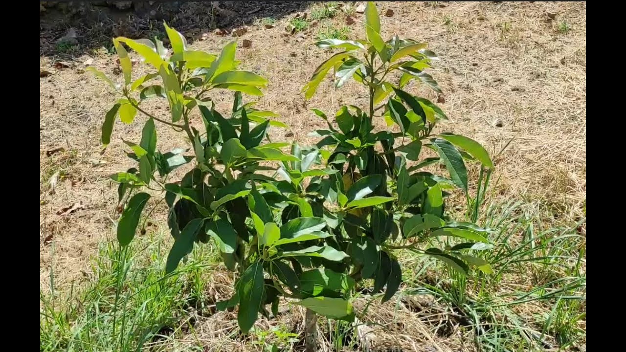 ARBOL de AGUACATE variedad BACON EVOLUCION 🥑FERTILIZACION Y CONSEJOS 🥑 ...