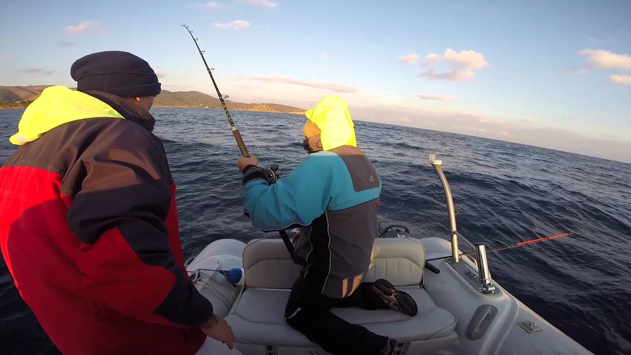 Small Amberjack - YouTube
