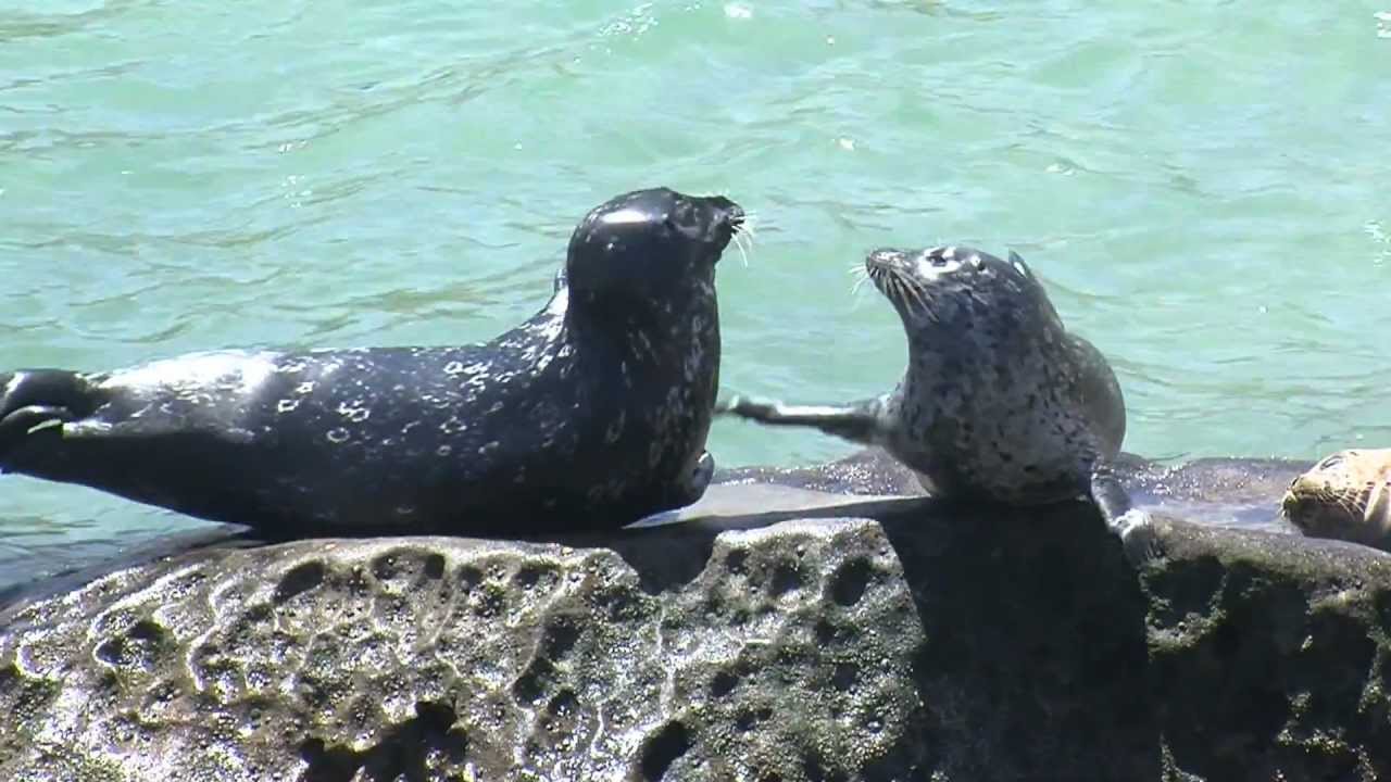 Seals Playing - YouTube