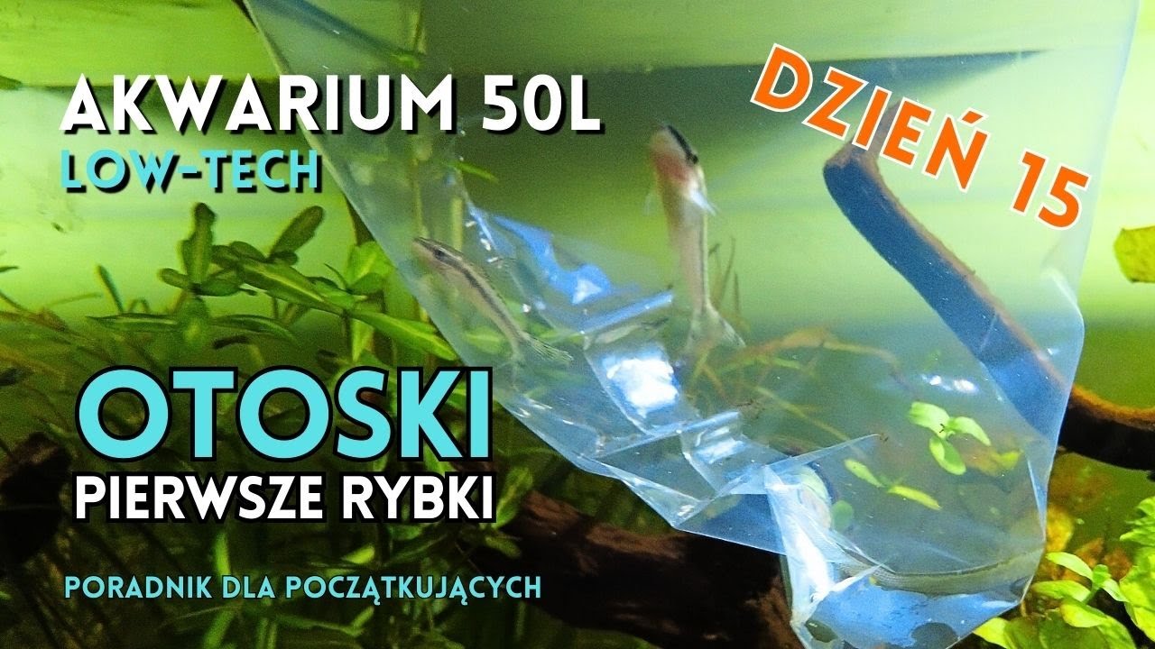 Dzień 15 - Pierwsze Rybki - Otoski - Dziennik Akwarium Low-Tech 50l ...