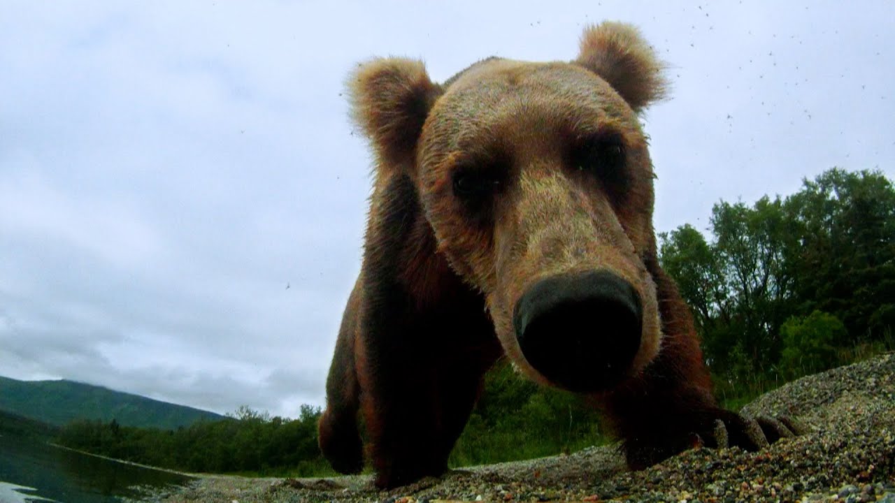 Un oso cae en una trampa de furtivos | National Geographic España - YouTube