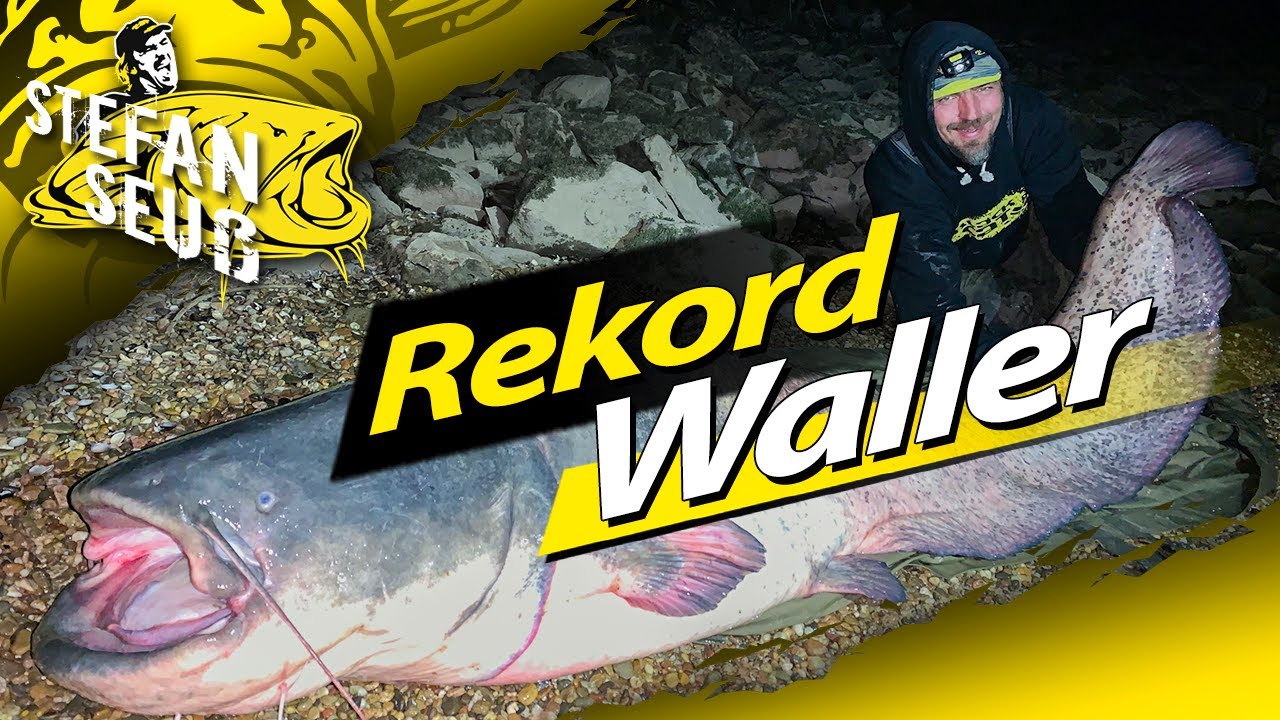 XXL MONSTER WALLER aus Deutschland | Welsangeln am Fluss | Angeln mit ...