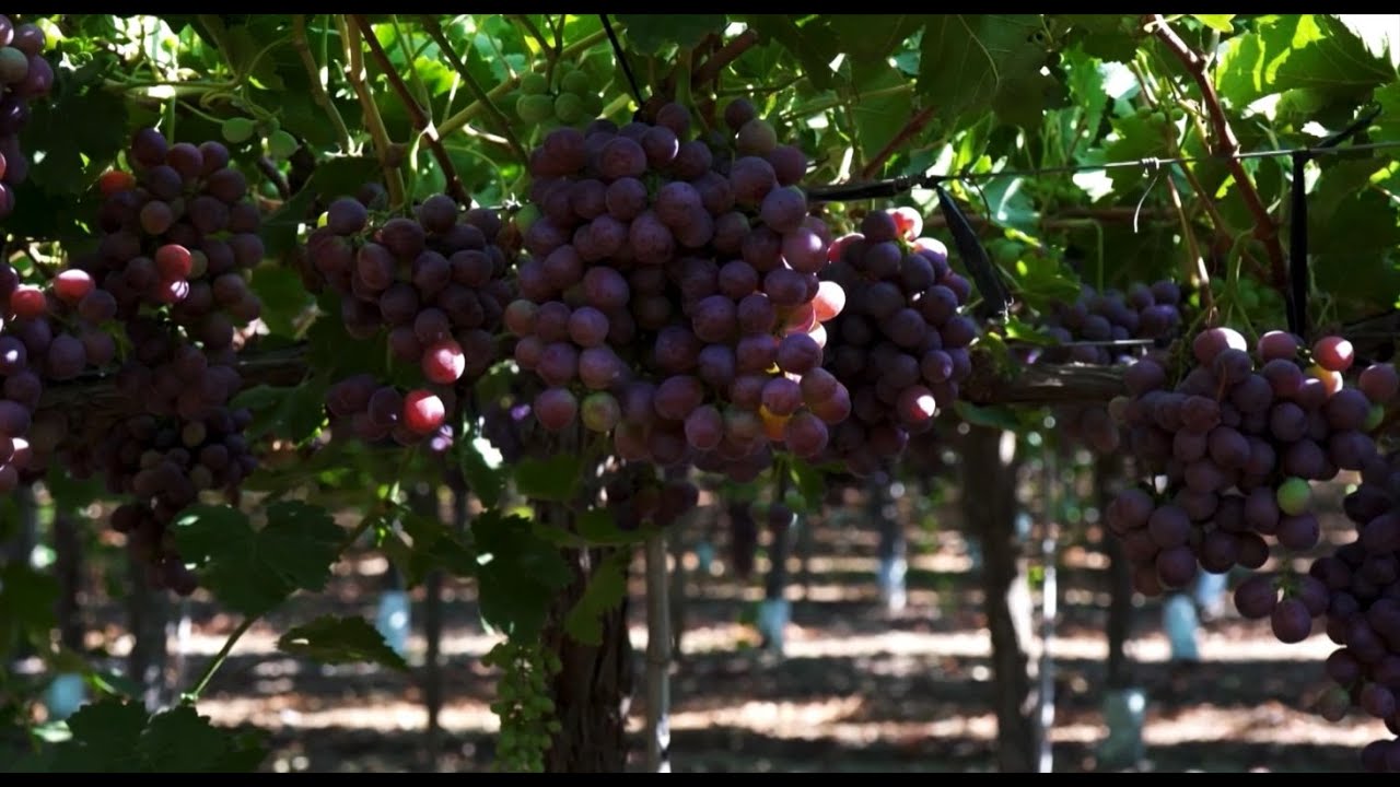 Uva de mesa en Chile: desafíos del recambio varietal - YouTube
