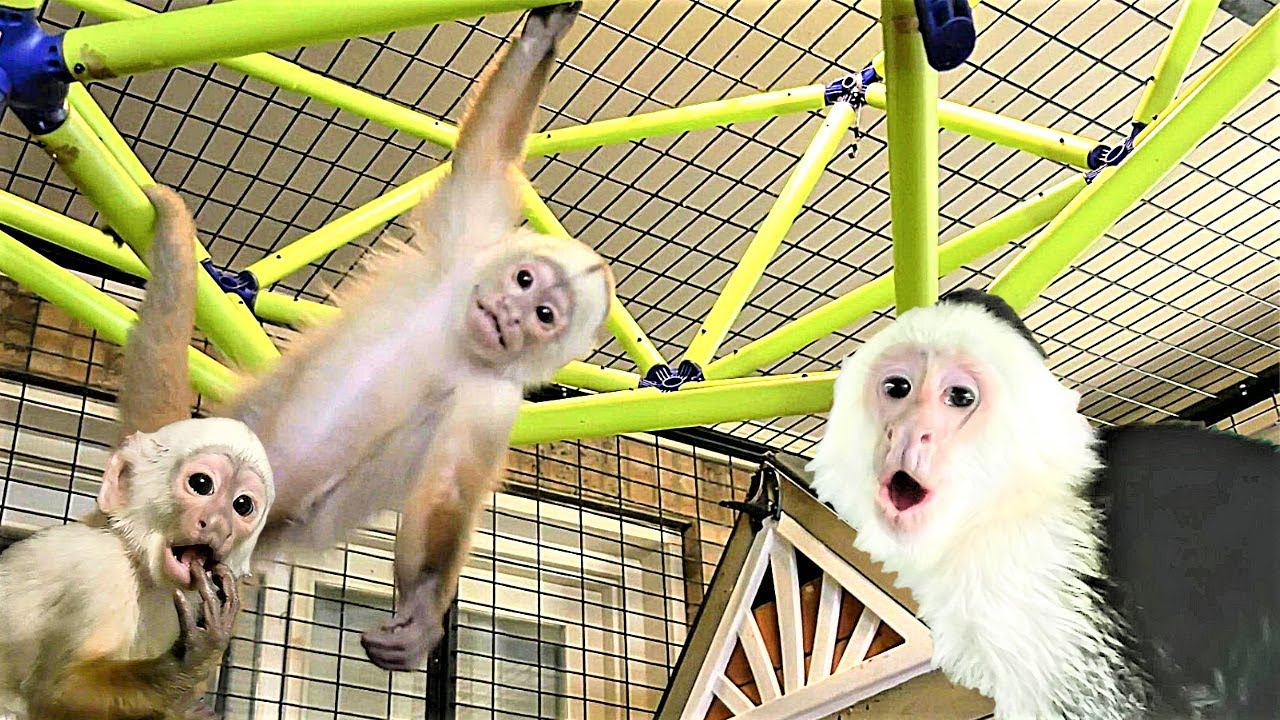 No Diaper Playroom Fun! | Capuchin | Cinnamon Monkey | Baby Monkeys ...