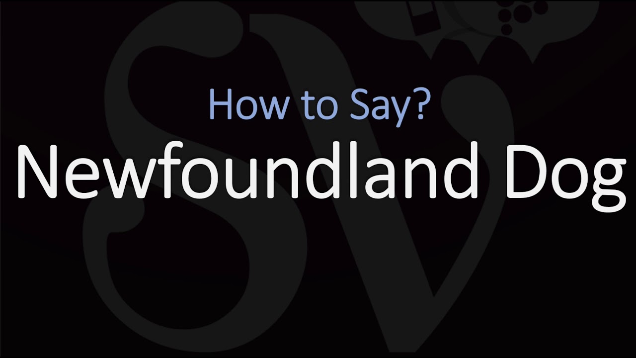 How to Pronounce Newfoundland Dog? - YouTube