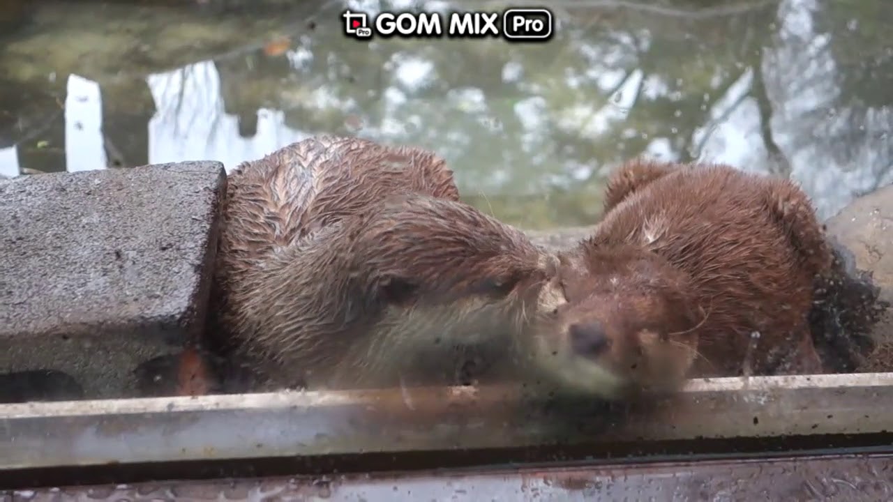 금슬좋은 수달 Otters Youtube