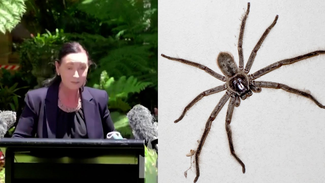 Venomous Spider Interrupts Press Conference - YouTube