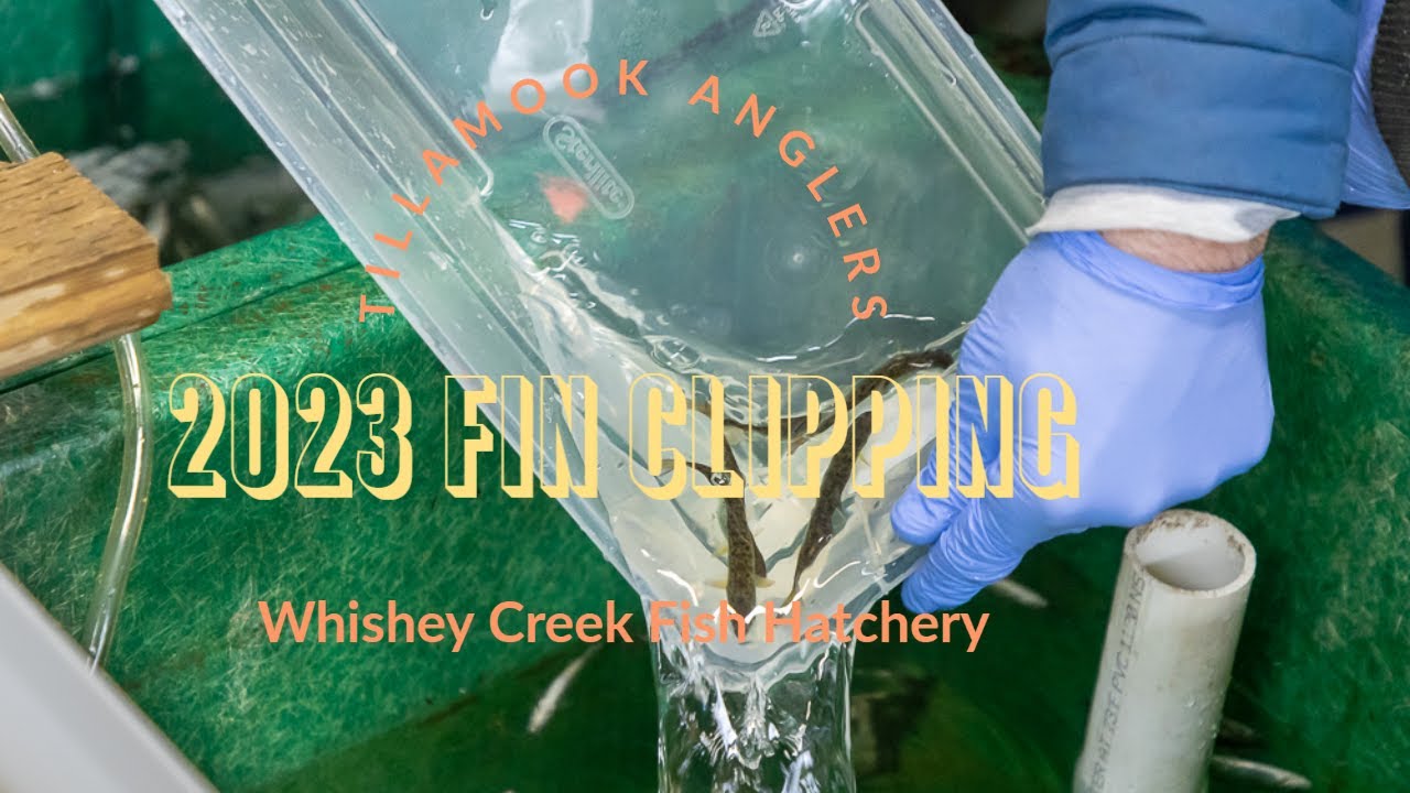 2023 Whiskey Creek Fin Clipping Returns after 3 year pandemic break ...