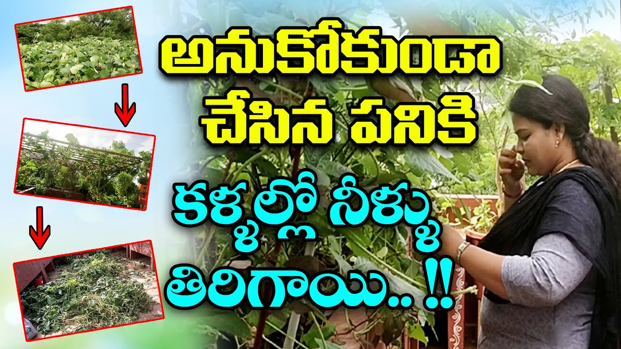 అనుకోకుండా చేసిన పనికి కళ్ళల్లో నీళ్ళు తిరిగాయి..! | Janus nature ...