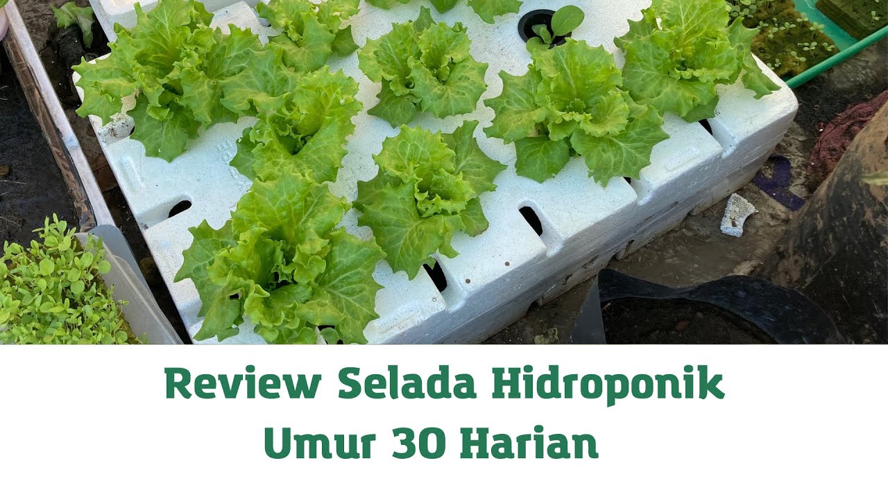 Update Selada Hidroponik untuk skala hobi tanaman hidroponik - YouTube