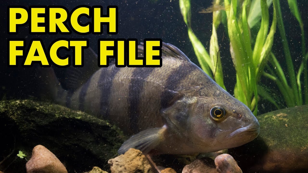 Perch: : Fact File (British Wildlife Facts) - YouTube