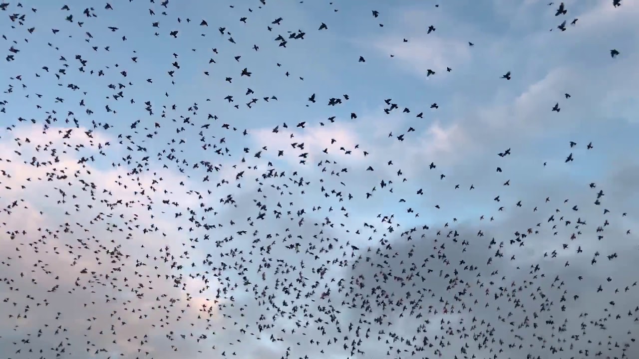 Blue Planet: Murmuration, Starlings flying over Albert Bridge in ...