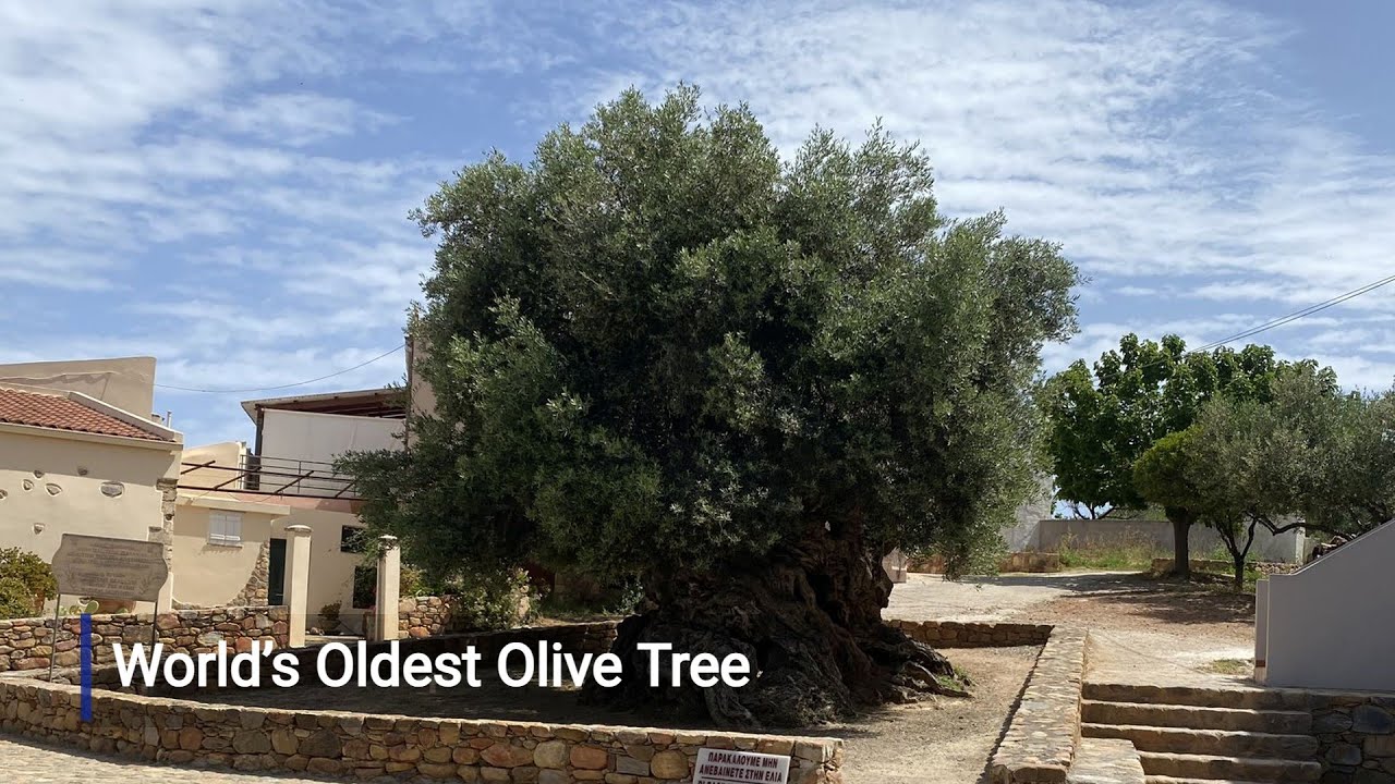 World’s Oldest Olive Tree | Ano Vouves | Crete | Greece | 2024 maj ...