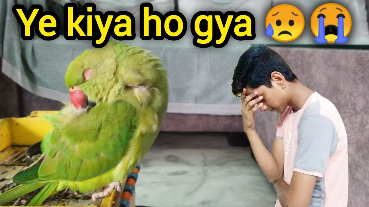 why your parrot died ? 🤔 || parrot some real /natural facts || reality ...
