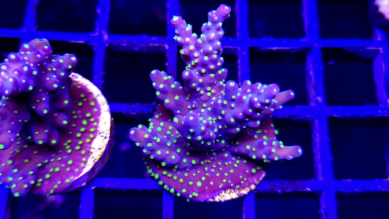 Acropora Tricolor valida - YouTube