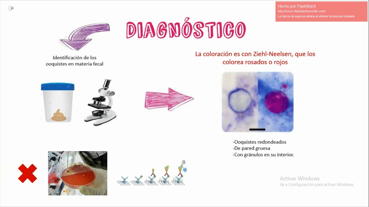 Ciclosporiasis e Isosporiasis - YouTube