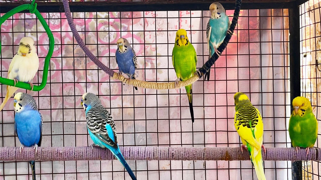 Sounds of nature | budgie parakeet sound video | 2K HD get yourself ...