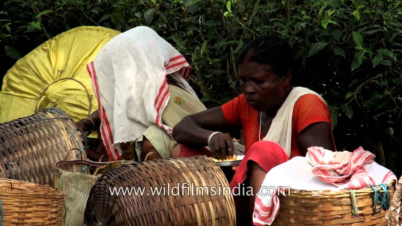 Assamese women tea workers eat lunch at tea garden - YouTube