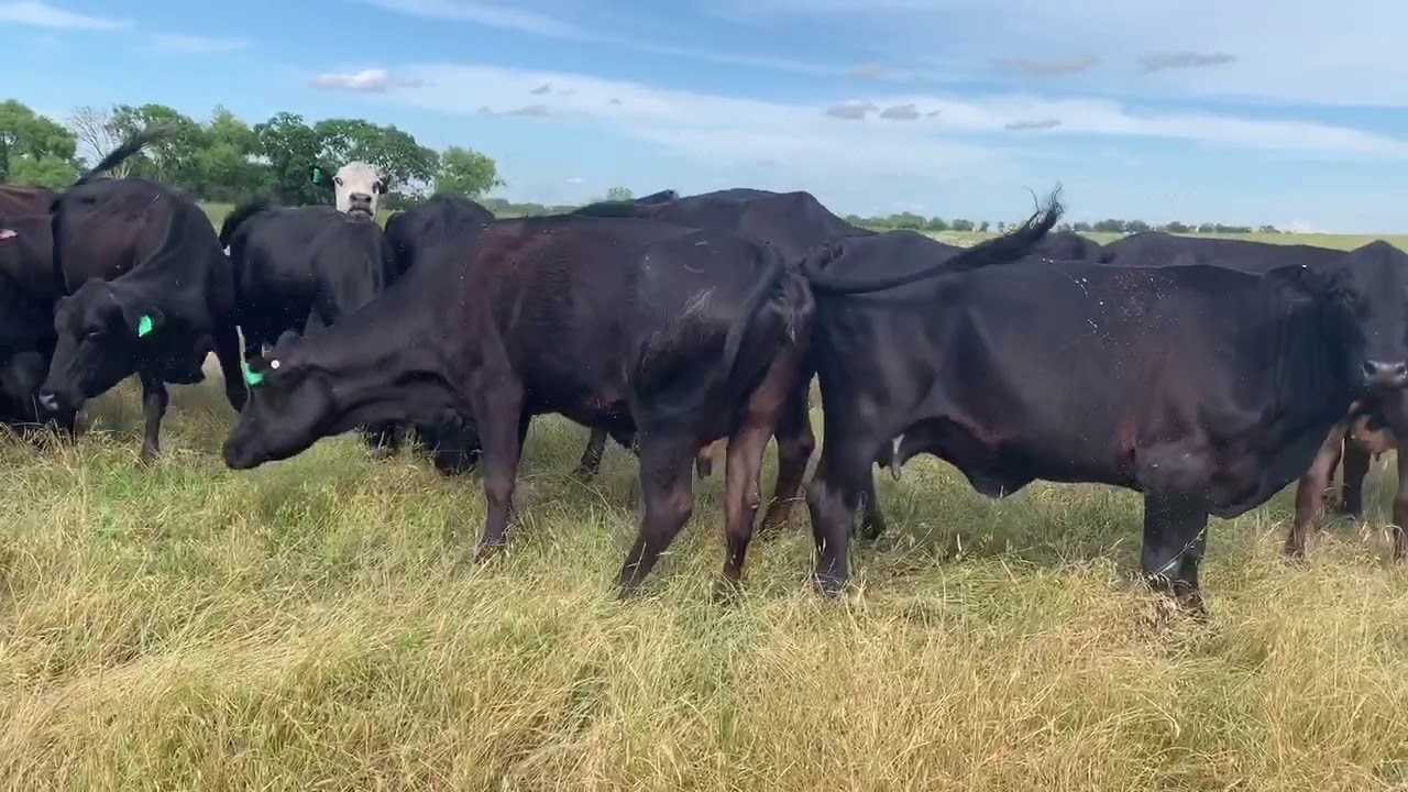 Cattle Range Listing# 005C907-201 - YouTube