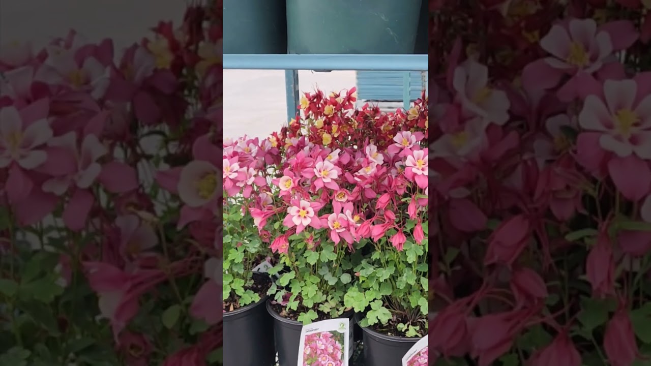 ECOsystem3 - Grown By Overdevest