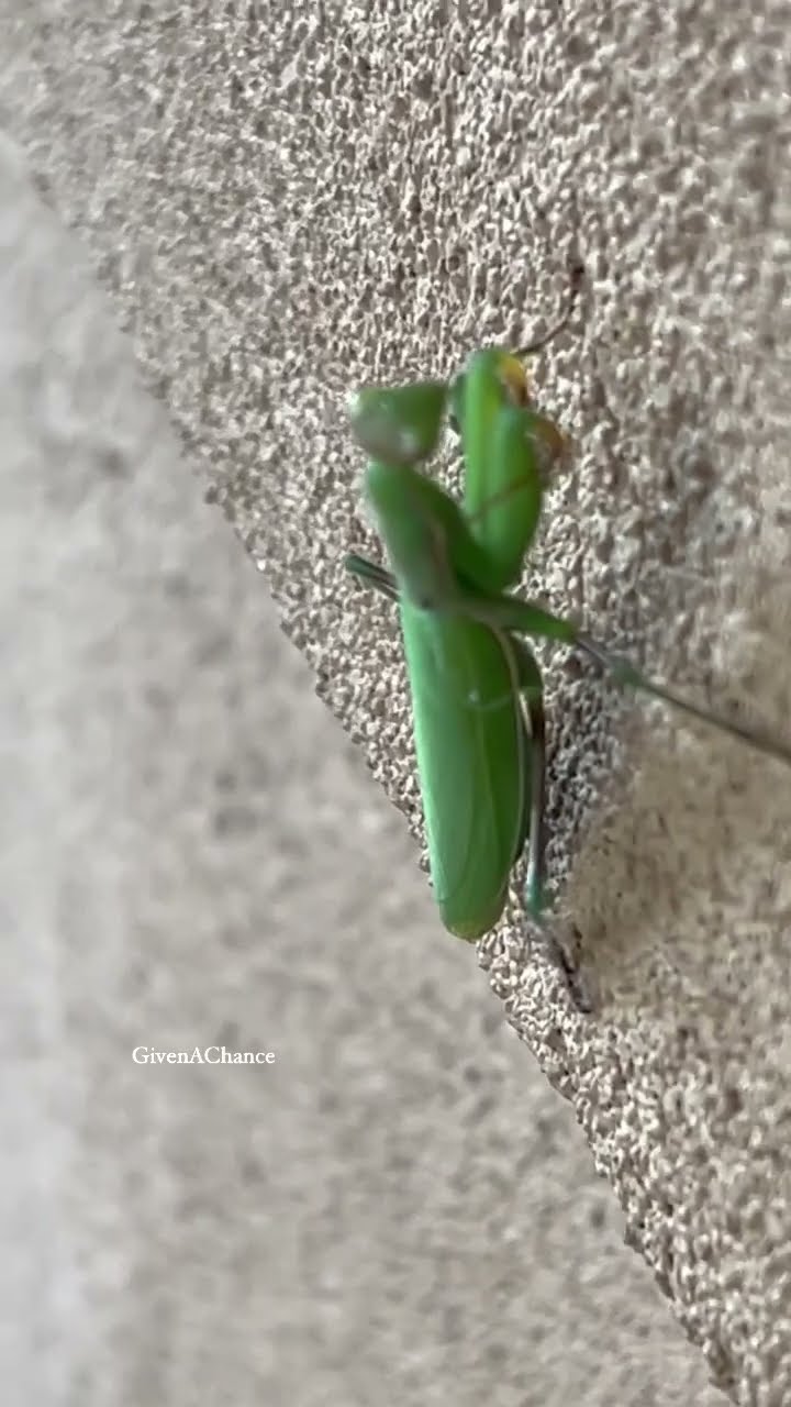 Praying Mantis. - YouTube