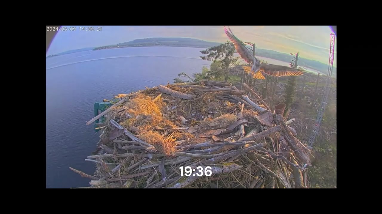 Llyn Brenig osprey nest: Battle for the Nest 09/05/2024 - YouTube