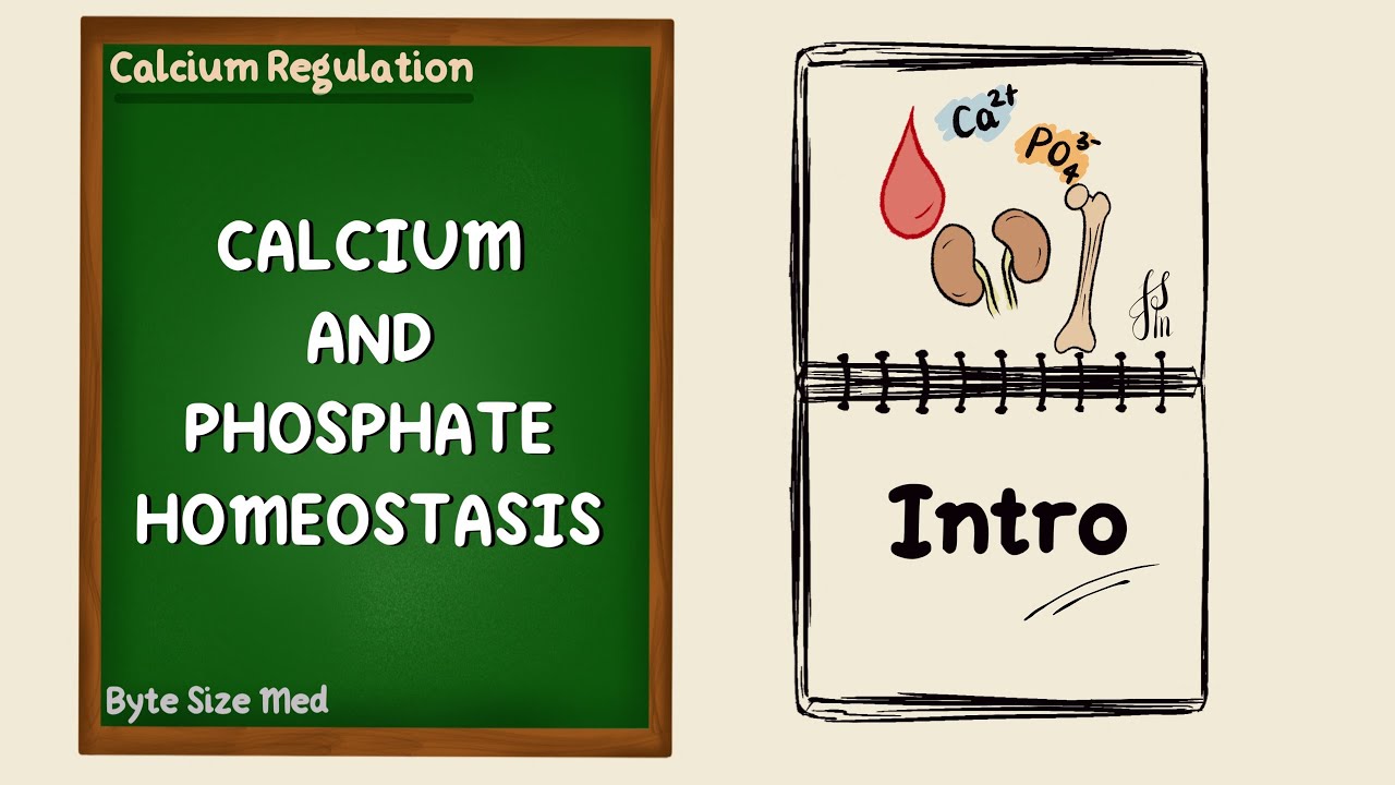 Calcium and Phosphate Homeostasis | Intro to Calcium Regulation ...
