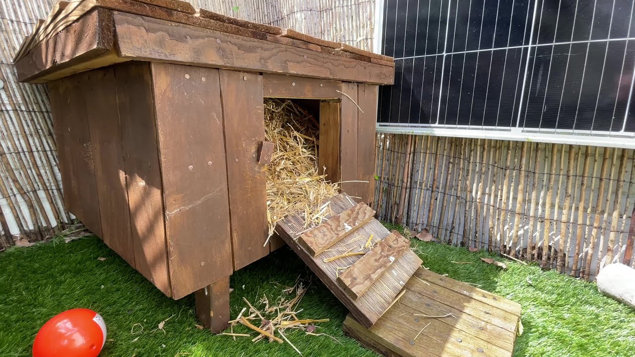 Animal House Box, Rabbit House Box, Tortoise box - YouTube