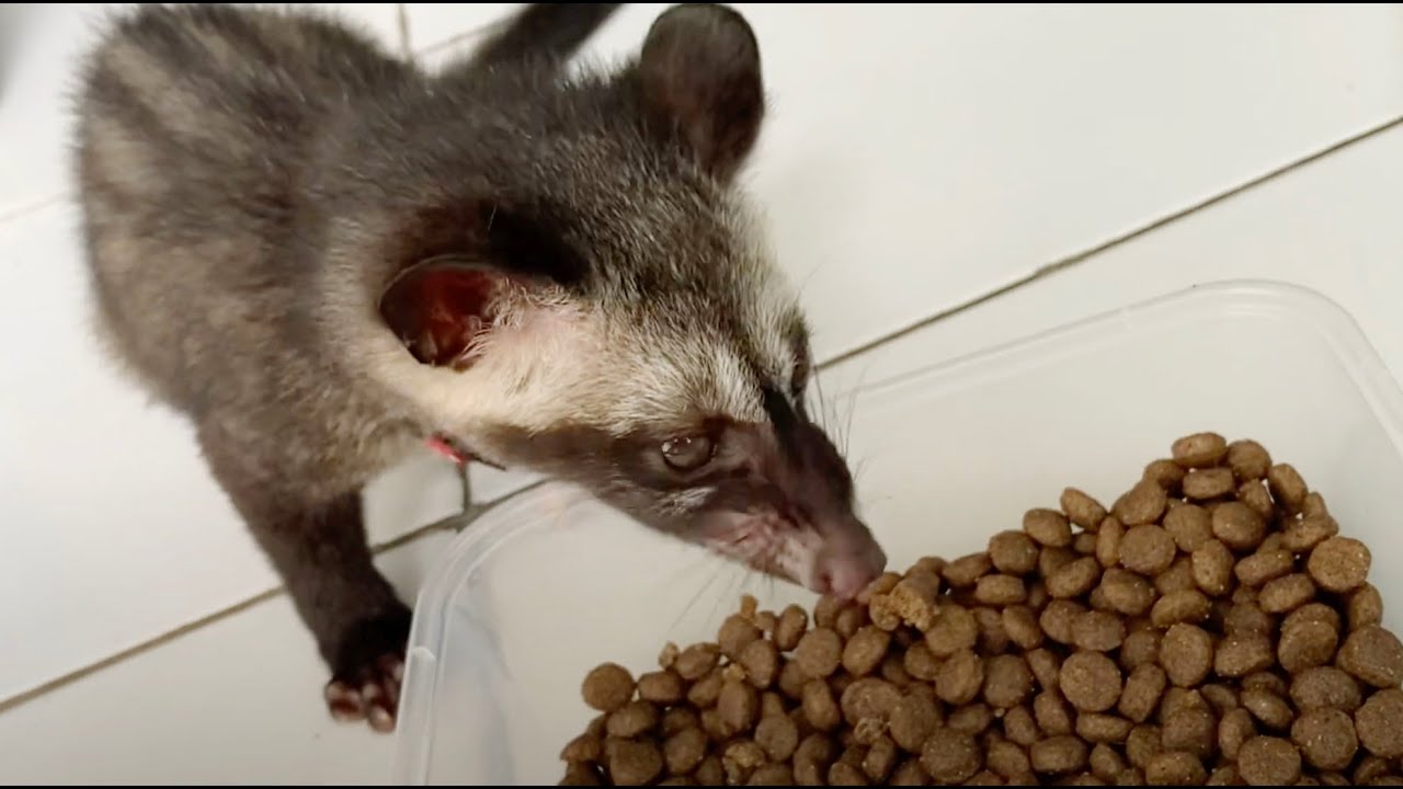 ASMR - Musang makan catfood - YouTube
