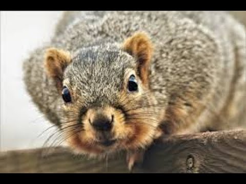 Squirrel Scratch - YouTube