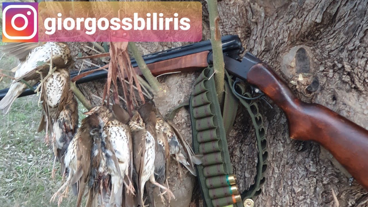 Κυνήγι Τσίχλας:Τα επιστρόφια Ξεκίνησαν...hunting turdus... - YouTube