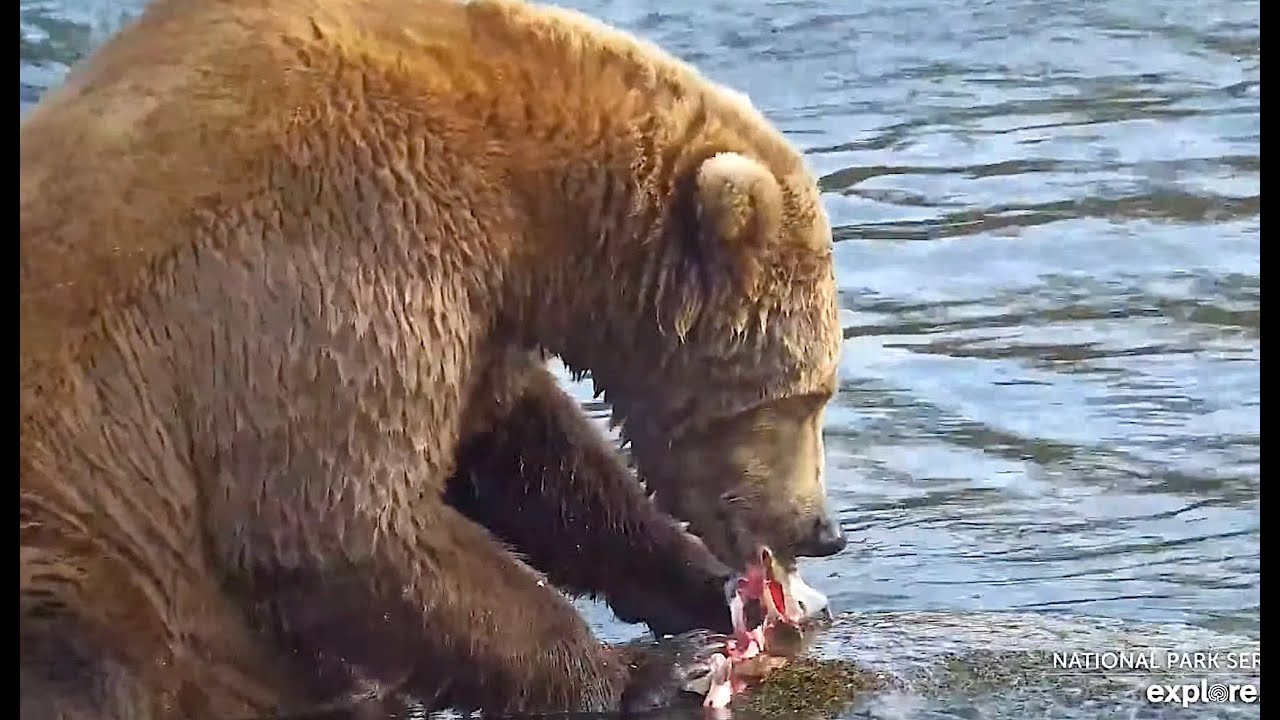 13 Oct 2023: 903 Gully catches two fish (explore.org) - YouTube
