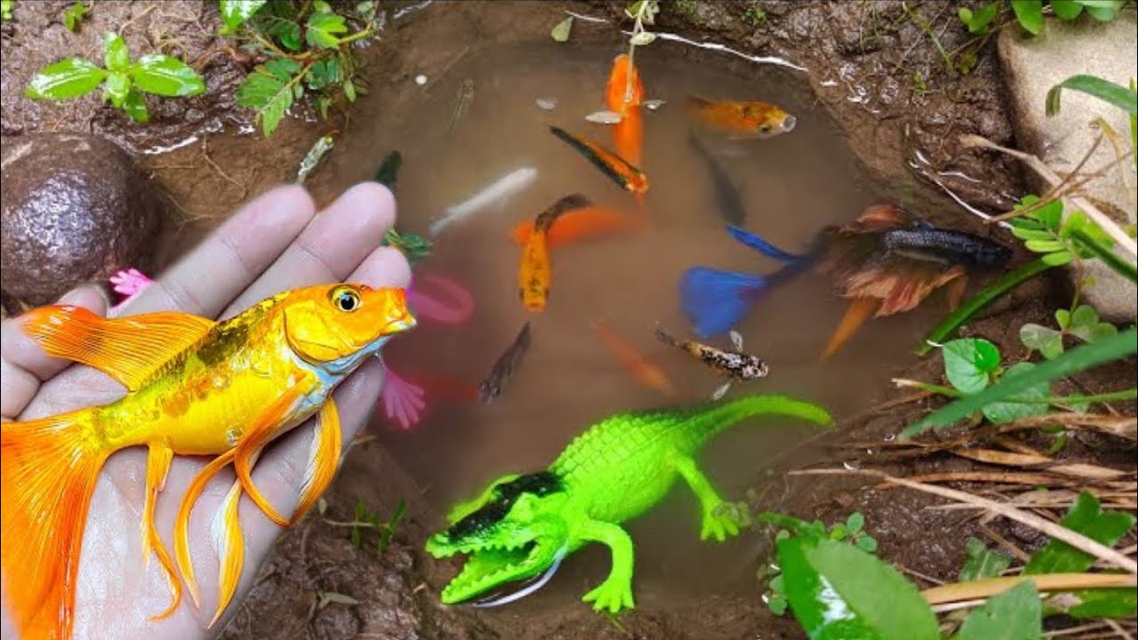 Wadidaw! Tangkap ikan komet, ikan molly balon, ikan cupang, ikan mas ...