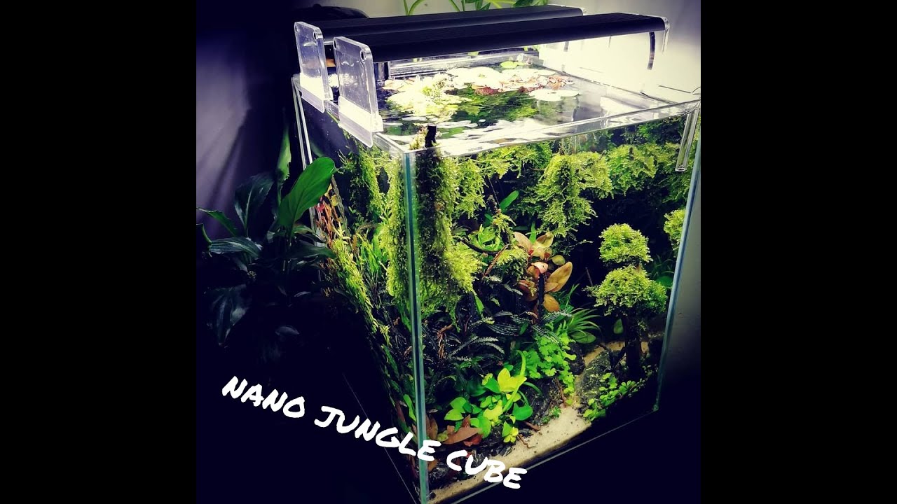 NANO JUNGLE CUBE 2. - YouTube