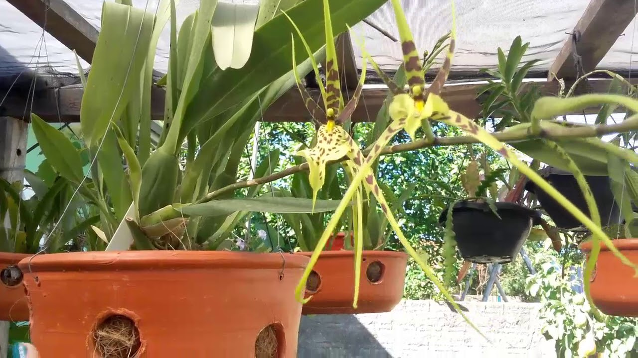 Flor da orquídea brassia rex - YouTube
