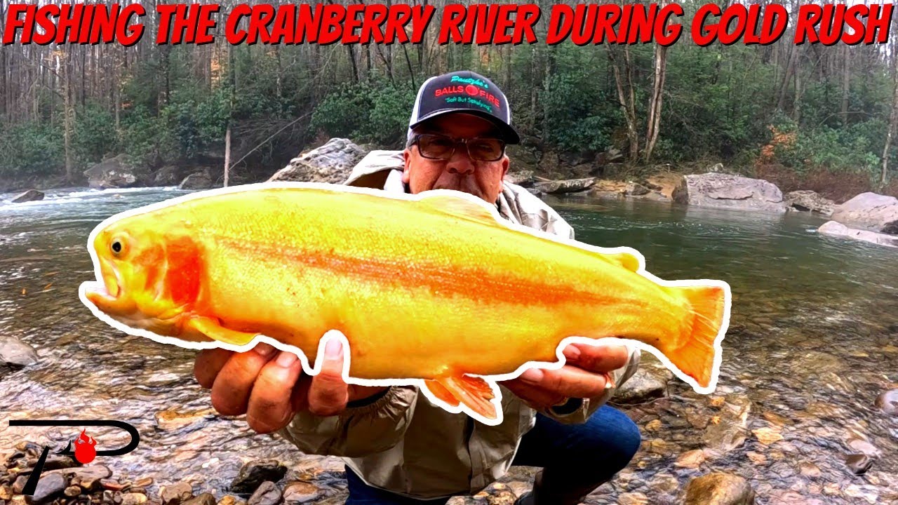 Cranberry River Gold Rush Fishing - YouTube