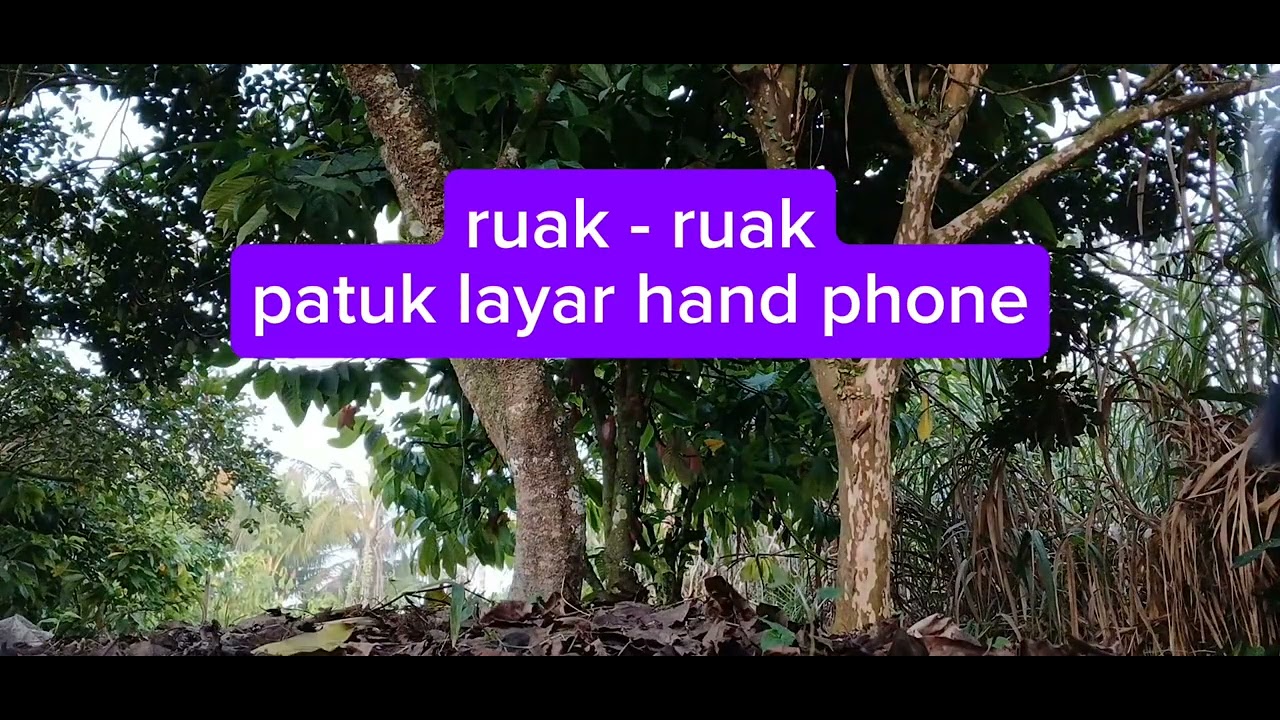 Burung ruak - ruak patuk layar handphone#1januari2025#tahunbaru#sorotan ...