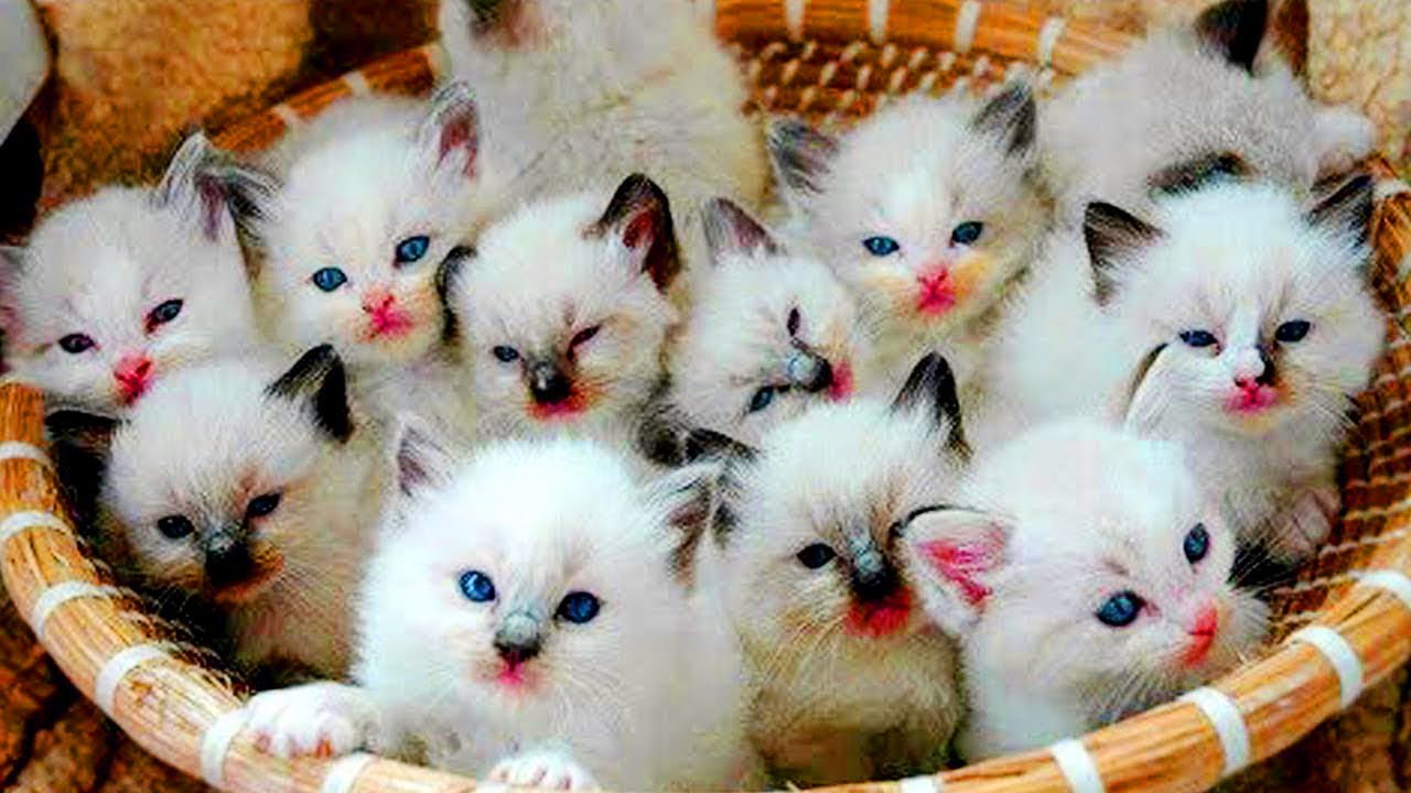 Videos De Risa de Animales - Los Mejores Videos de Gatos Chistosos #16 ...