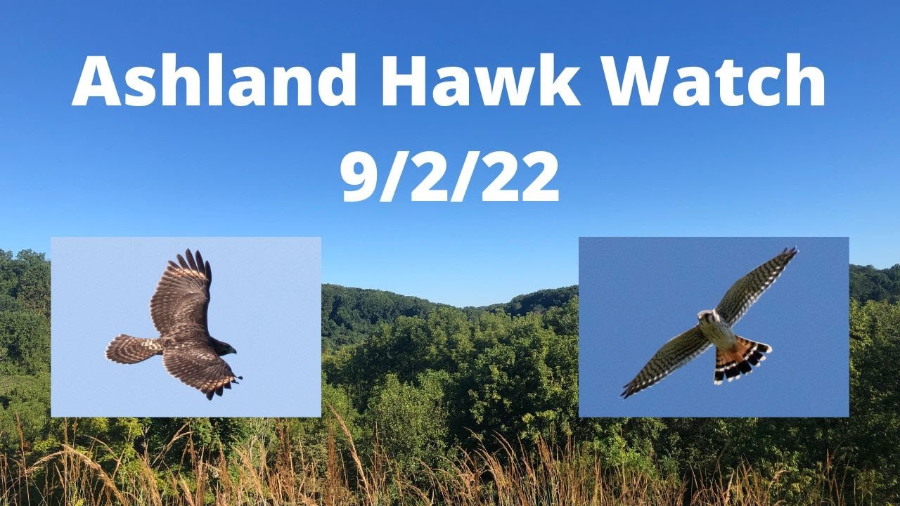 Unique Kestrel and Other Raptors at the Ashland Hawk Watch, 9/2/22 ...