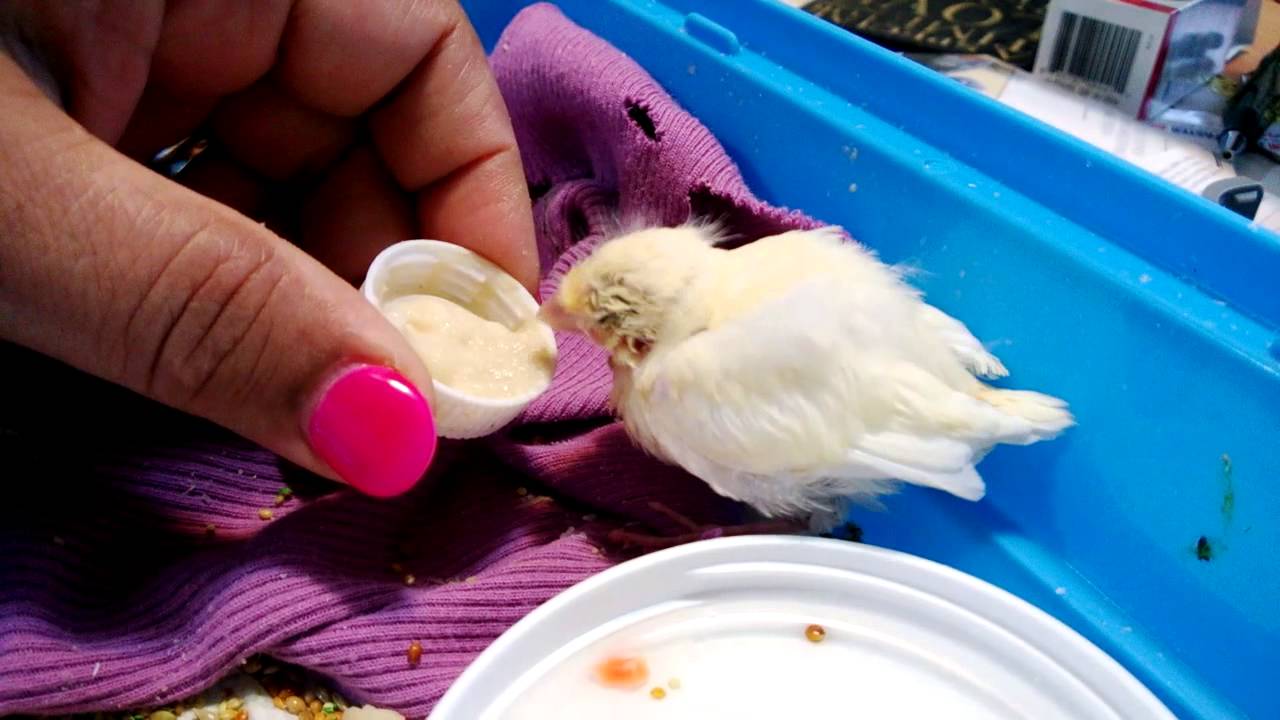 Handfeeding canary baby - YouTube