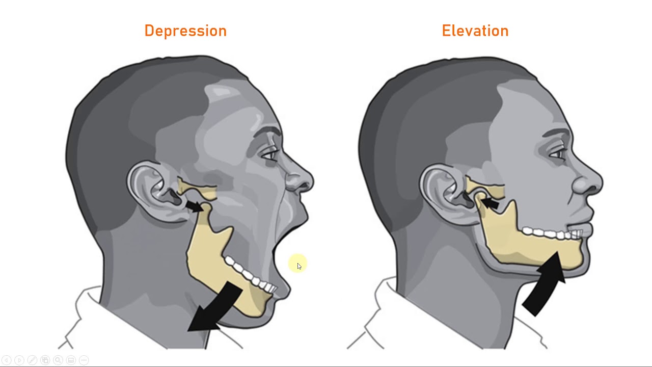 TMJ Structure and Function - YouTube