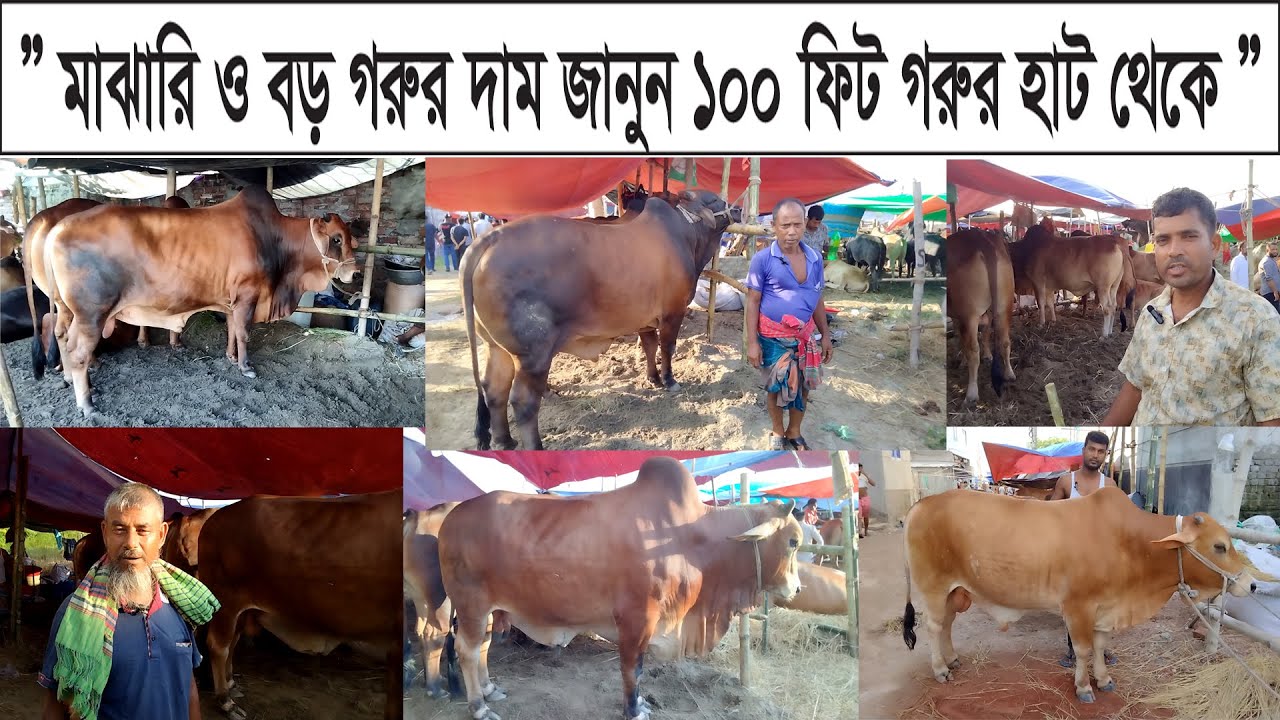 মাঝারি ও বড় গরুর দাম জানুন ১০০ ফিট হাট থেকে | 100 Feet Gorur Hat-2023 ...